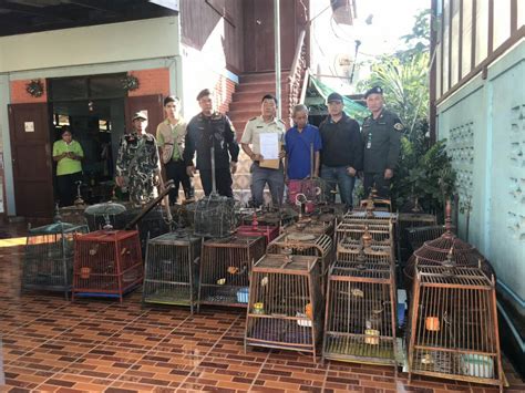 Man Arrested For Illegally Possessing Endangered Birds Chiang Mai
