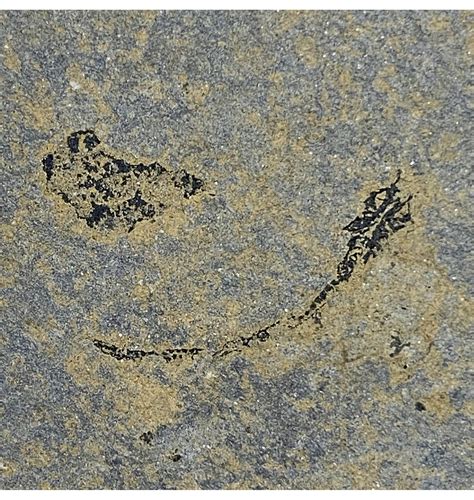 Fossils For Sale Fossils Rare Middle Devonian Eel Like