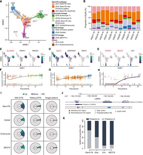 An Isoform Resolution Transcriptomic Atlas Of Colorectal Cancer From Long Read Single Cell