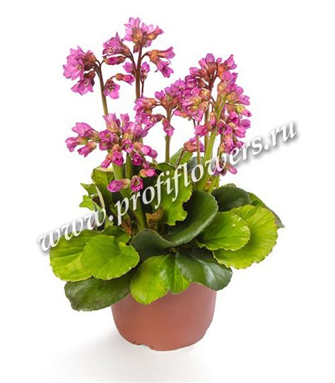 Бадан сердцелистный Шушайн