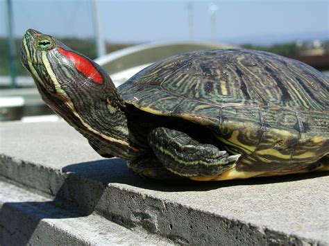 Alien Red Ear Sliders Greatly Outnumber Japans Own Turtles The Japan