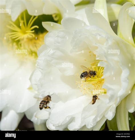 Australian Native Stingless Bees Pollinating Cactus Flowers In Northern