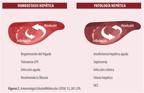 El HÍgado En Avicultura Importancia Y Consejos