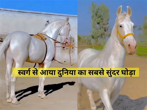 Horse Breed Of Akhal Teke Worlds Most Beautiful Came From Heaven ये