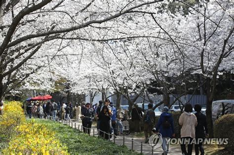 벚꽃터널 걷는 시민들 연합뉴스