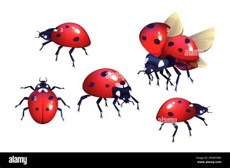 Ladybug Or Ladybird Red With Black Spots Beetle Winged Flying Insect Set Of Cartoon Realistic