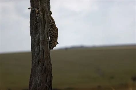 Imagens De Leaopard Baixe Imagens Gratuitas Na Unsplash