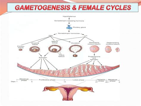 Ppt Gametogenesis And Female Cycles Powerpoint Presentation Free