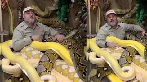 Man Chills With Dozens Of Giant Pythons Viral Video Leaves Netizens
