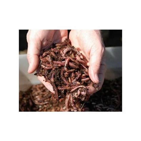 Eisenia Fetida Live Earth Worm Box 1 Kg At ₹ 250kg In Phillaur Id