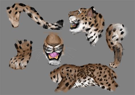 Jaguar Studies By Sama Lass On Deviantart