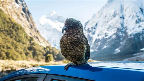 Five Kea Killed By Vehicles On Milford Road Media Release 11 July 2024