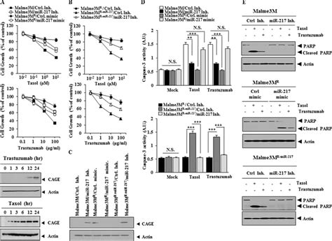 Mir 217 Regulates The Response To Anti Cancer Drugs A The Indicated