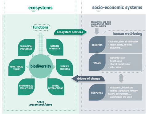 Building And Using Conceptual Diagrams National Ecosystem Services