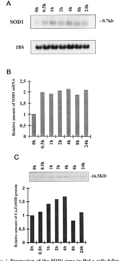 Figure 2 From The Human Copper Zinc Superoxide Dismutase Gene Sod1