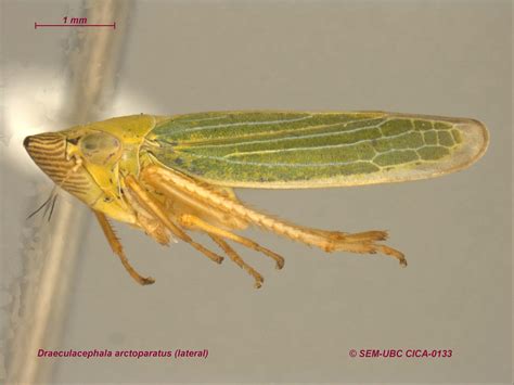 Cicadellinae