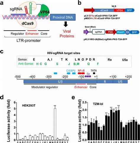 Screening Of Single Guide Rnas Sgrnas That Guide Download Scientific Diagram