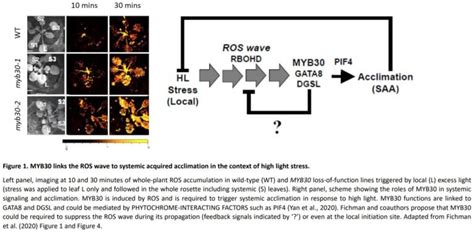 Myb30 Links The Ros Wave To Systemic Acclimation Plantae