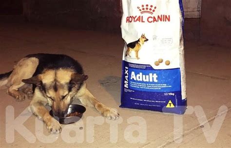El Perro Ladrón De Empanadas Es Premiado Con Un Año De Comida Gratis