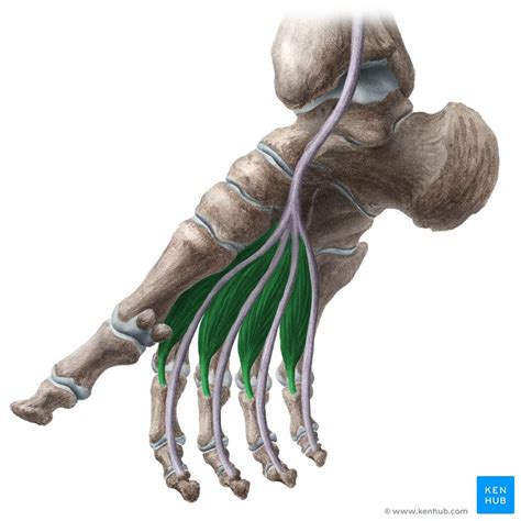 Lumbricals Of Foot Attachments Innervation And Action Kenhub