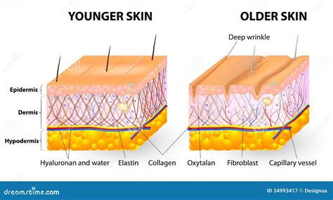 Skin Aging Stock Vector Illustration Of Elastin Healthy 34993417
