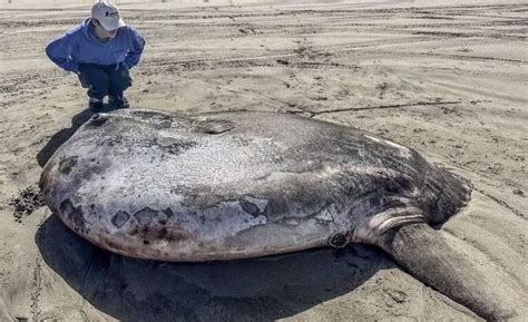 Misteriosa aparición del pez luna embaucador en la costa