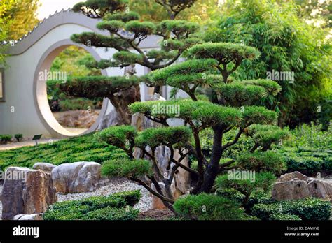 Mountain Pine Mugo Pine Pinus Mugo Gnom Pinus Mugo Gnom Stock