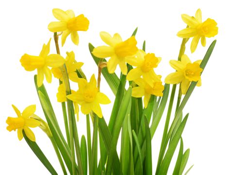 French Translation Of Daffodil” Collins English French Dictionary