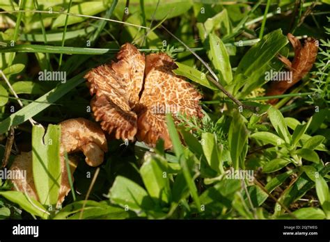 Little Nonedible Mushroom In A Forest Of Larch Middle Of September
