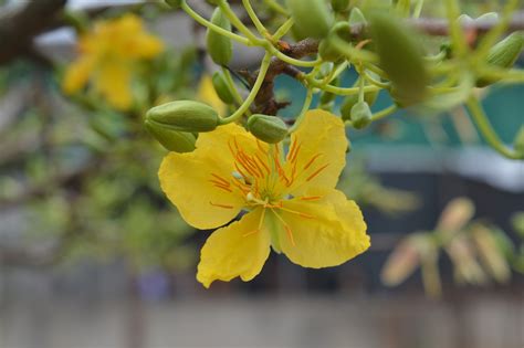 Abricot Fleur Jaune Photo Gratuite Sur Pixabay Pixabay