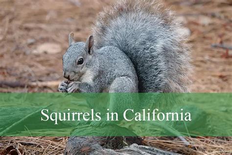 9 Common Squirrels In California With Pictures And Identification