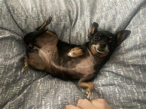 She Loves Her Belly Rubs Rchihuahua