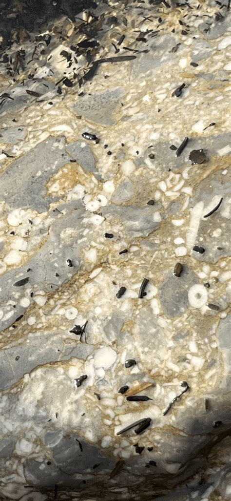 Are These Crinoid Fossils R Fossils