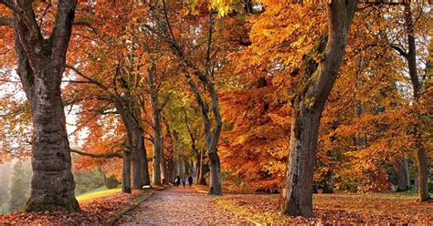 Свято осені «Осінній фестиваль чарівного урожаю Різне