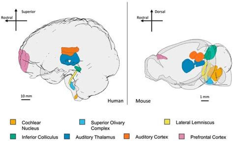 Incidence Of Otolaryngological Manifestations In Individuals With Asd