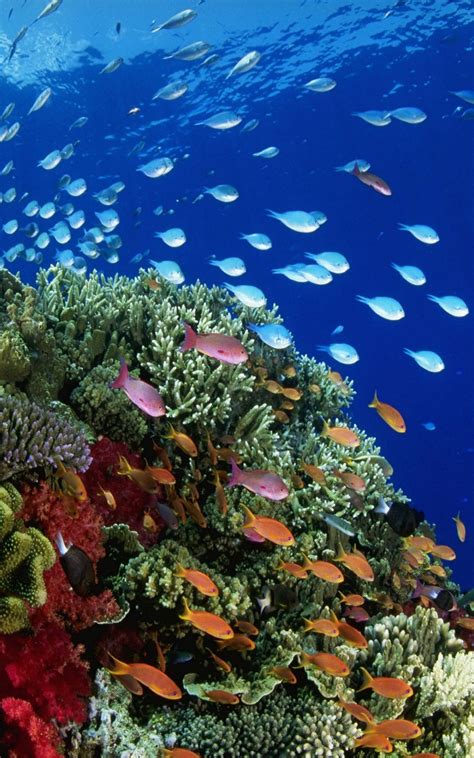 Красное море рыбы - фото и картинки: 64 штук