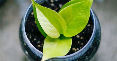 12 Reasons Why Your Pothos Leaves Are Turning Yellow The Garden Magazine