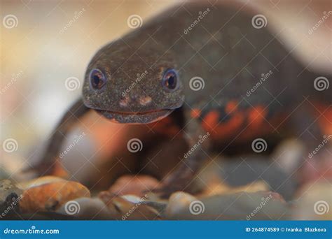 Chinese Fire Belly Newt Stock Image Image Of Underwater 264874589