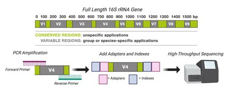 16s Rrna Amplicon Sequencing