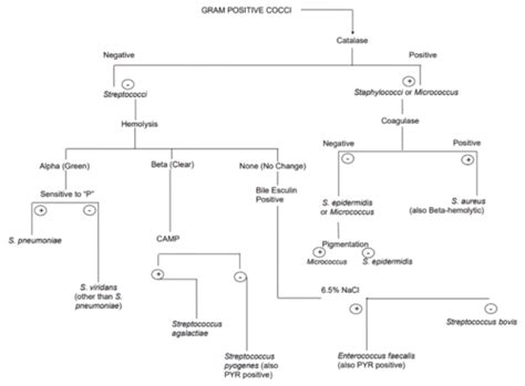 Review Gram Positive Organisms Flashcards Quizlet