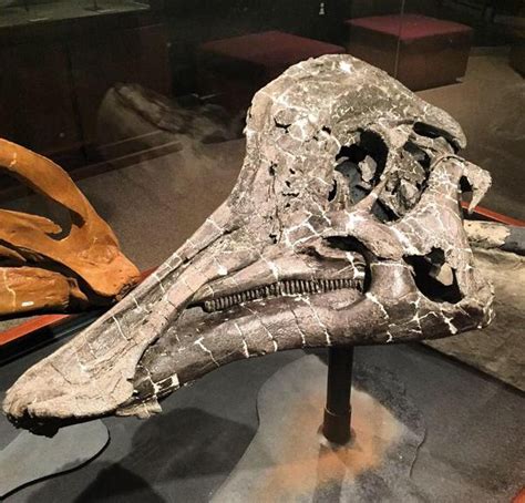 Hypacrosaurus Skull Museum Of The Rockies From Facebook Dinosaur Fossils Prehistoric Fossils