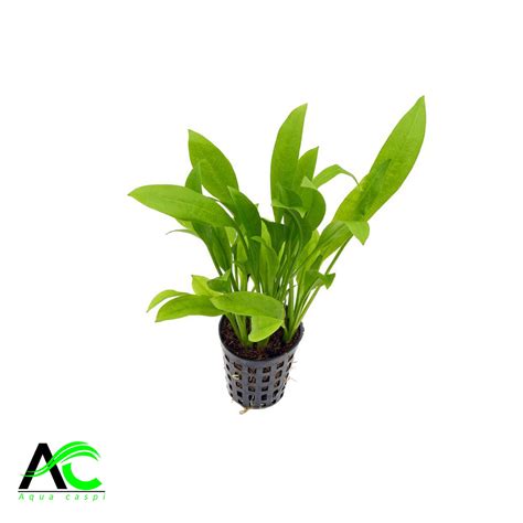 فروشگاه چشم انداز آبی Echinodorus Amazonicus