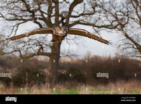 European Eagle Owl Stock Photo - Alamy