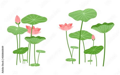 Lotus Flower And Lotus Leaf Elements Isolated On White Background Botanical Vector Illustration