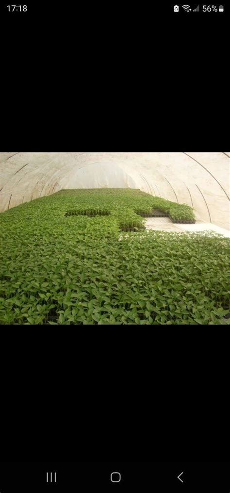 Rasaduri Legume Roșii Ardei Vinete Castraveți Vidra • Olxro