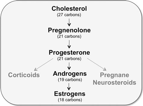 Sex Steroid Hormones Matter For Learning And Memory Estrogenic
