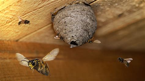 Man Stung 160 Times By Wasps That Cornered Him In A Bathroom
