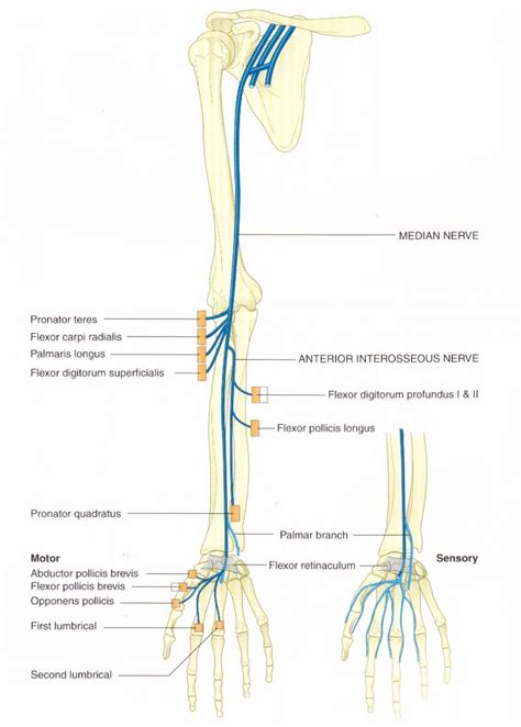 Anatomy Median Nerve
