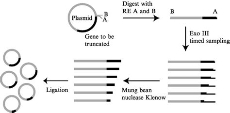 Figure 1 From Construction Of Protein Fragment Complementation