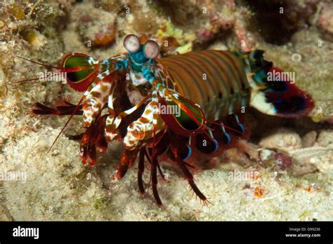 Peacock Mantis Shrimp Indopacific Odontodactylus Scyllarus Stock